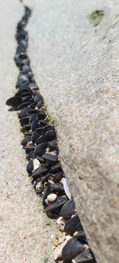 Black Shells in the Israeli Mediterranean Stock Image - Image of black ...