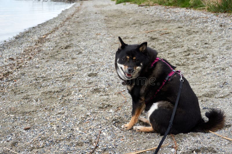 Black Shiba Inu Dog on the Sand Stock Image - Image of wild, coast ...