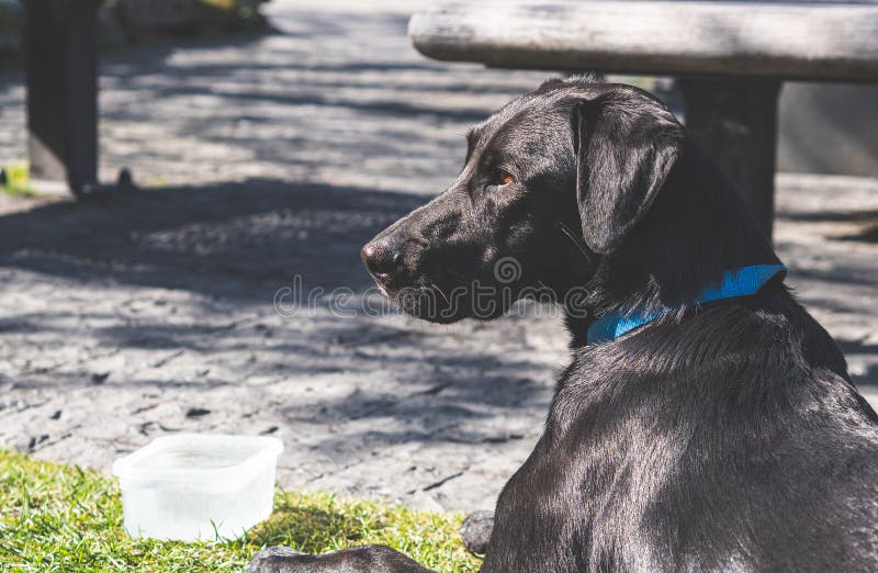 Black Shiny Gorgeous Dog Head Portrait Labrador Stock Image - Image of ...