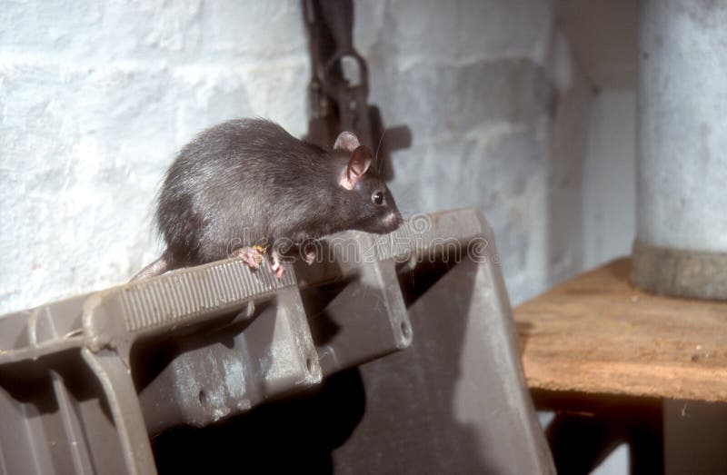 Black or Ship Rat, Rattus Rattus Stock Image - Image of animal, mouse ...