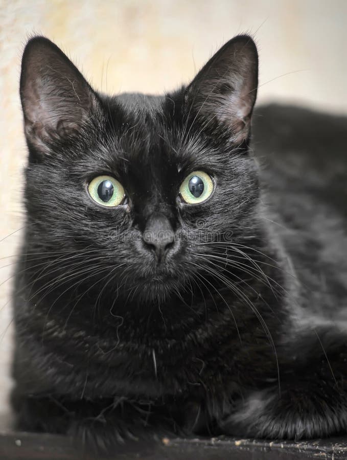 Black short-haired cat stock image. Image of animal - 100718949