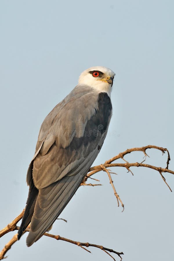 Australasian Harrier Hawk stock photo. Image of approximans - 25055136