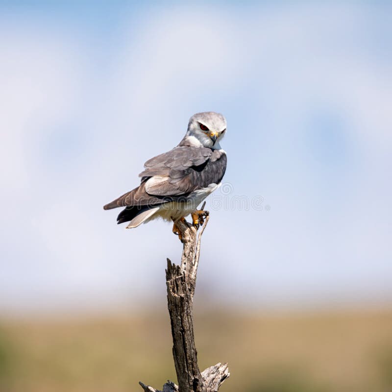 Black-shouldered Kite stock photo. Image of black, outdoor - 138736658