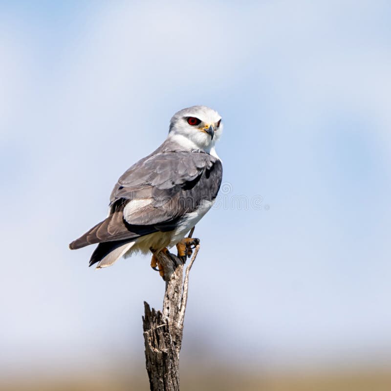 Black-shouldered Kite stock image. Image of feathers - 225055759