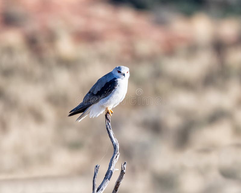 Black-shouldered Kite stock photo. Image of feathered - 225055736