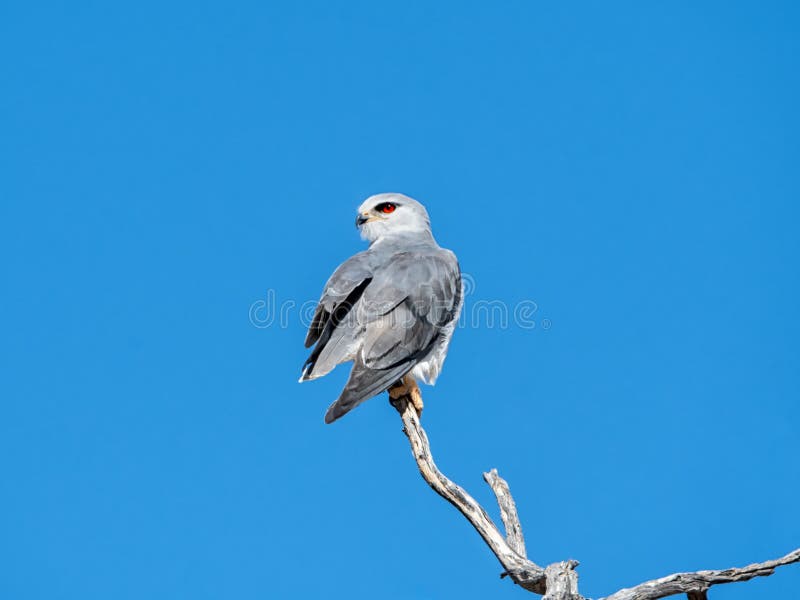 Black-shouldered Kite stock image. Image of blue, beak - 225055747