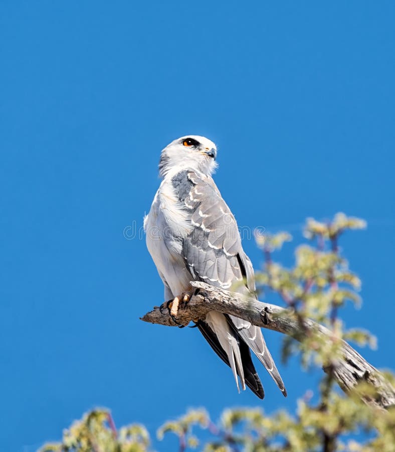 Black-shouldered Kite stock photo. Image of blackshouldered - 225055766