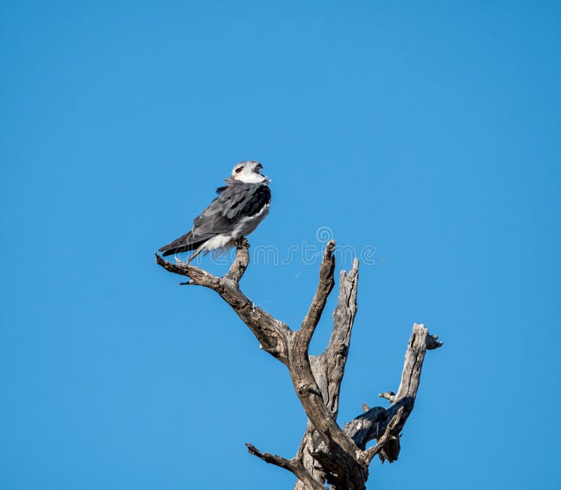Black-shouldered Kite stock image. Image of bill, african - 225055825