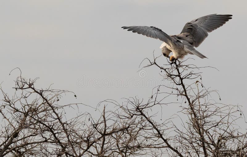 Black Shouldered Kite (Elanus Axillaris) Preying on a Field Mouse Stock ...