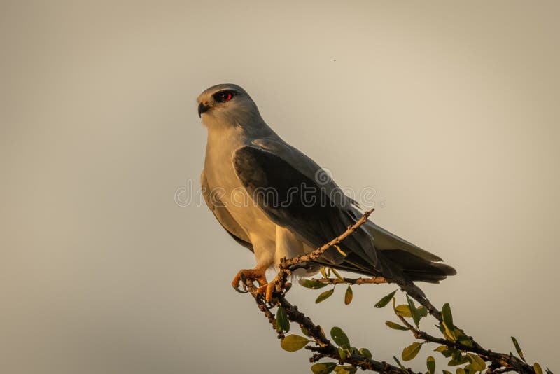 Black-shouldered Kite on Leafy Branch Facing Left Stock Image - Image ...