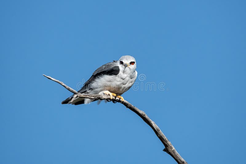 Black-shouldered Kite stock image. Image of outdoor - 225055723