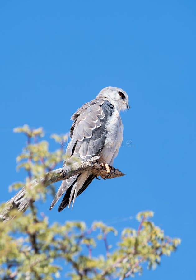 Black-shouldered Kite stock image. Image of feathers - 225055759