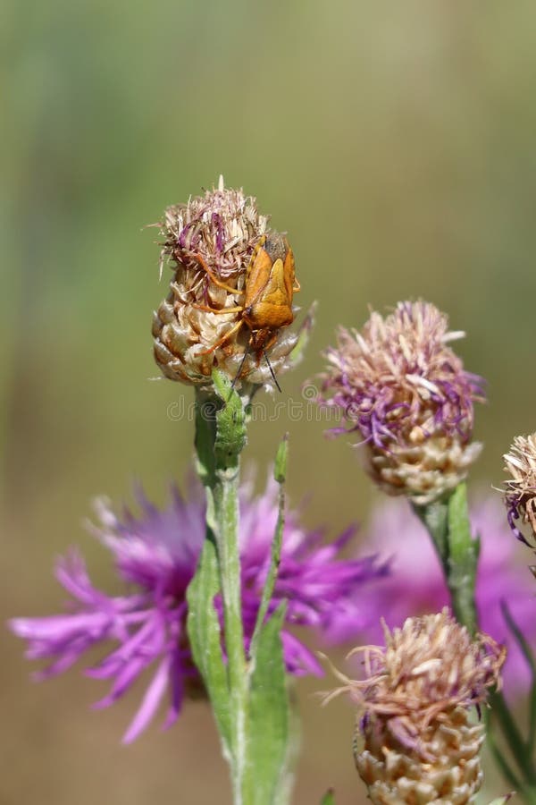 Meadow Knapweed Centaurea Nervosa Stock Photo - Image of knapweed ...