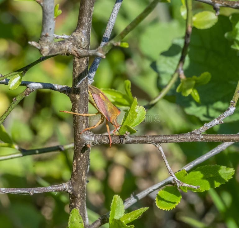 Black-shouldered shieldbug stock image. Image of habitat - 190962807