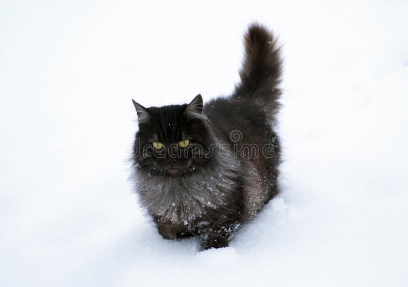 The Black Siberian Cat Goes on Deep Snow Stock Image - Image of grey ...