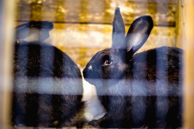 2,155 Sick Rabbit Photos - Free & Royalty-Free Stock Photos from Dreamstime