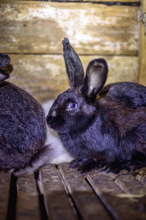 Sick Rabbit. stock image. Image of eating, alive, brown - 36555437