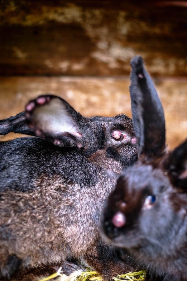 Black Sick Rabbit in the Cage with Myxomatosis Stock Photo - Image of ...