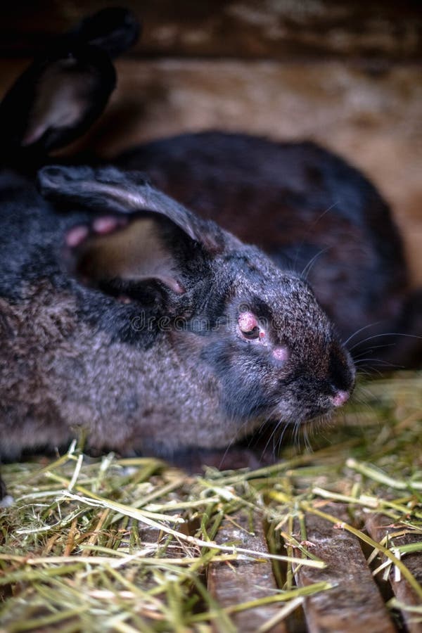 Black Sick Rabbit in the Cage with Myxomatosis Stock Photo - Image of ...