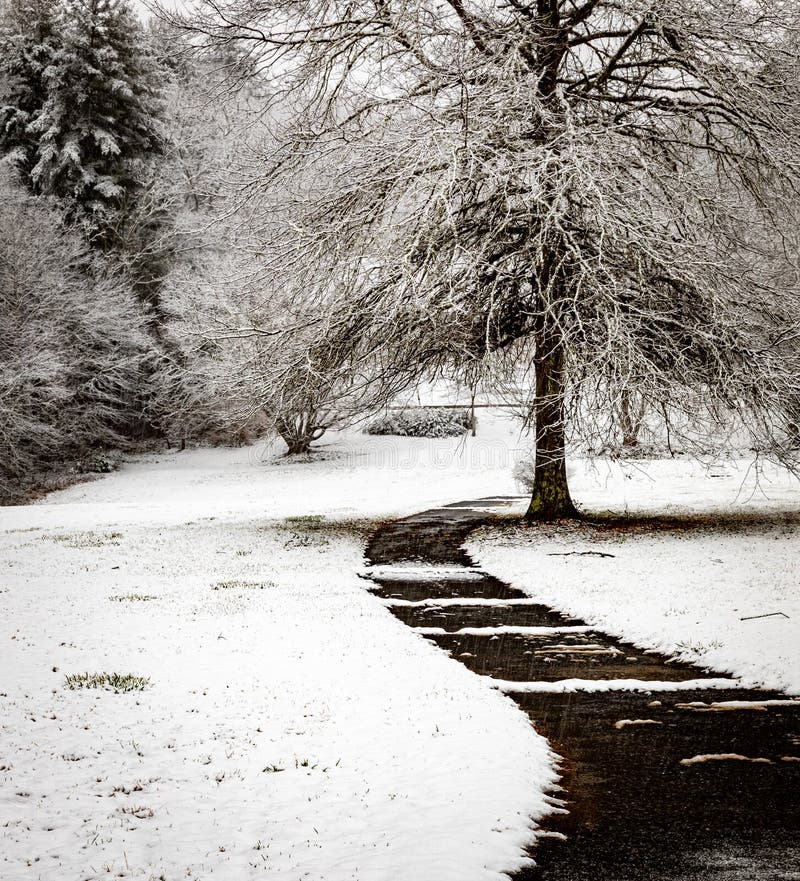 Black Sidewalk Winds Its Way Under Snow Covered Tree in Winter Stock ...