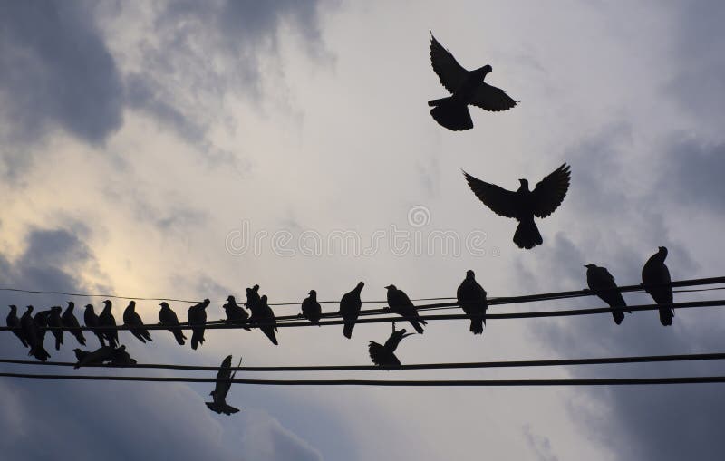Black Silhouette of Birds Living on Electric Lines Stock Image - Image ...