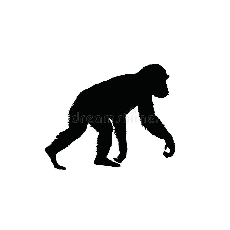 Black Silhouette Chimpanzee Walking Side Profile Monkey 1 Stock Vector ...