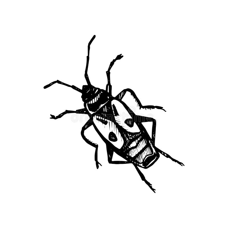 Firebug Stock Illustrations – 491 Firebug Stock Illustrations, Vectors ...