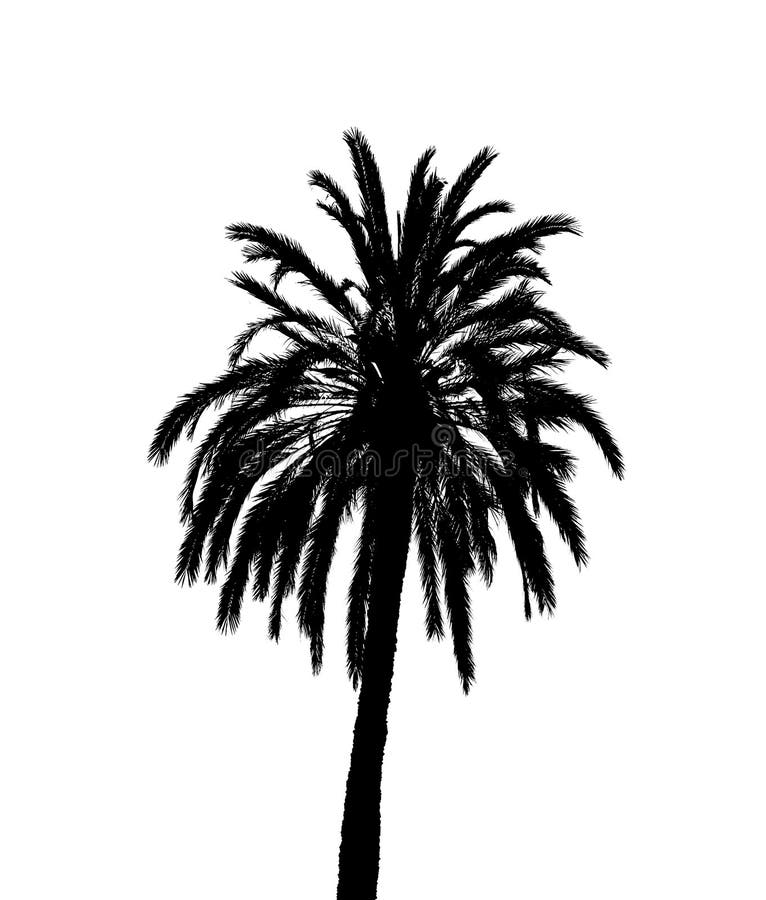 259 Realistic Palm Tree Silhouette Stock Photos - Free & Royalty-Free ...