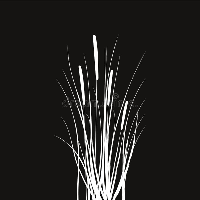 Black Silhouette of Reeds, Sedge, Cane, Bulrush, or Grass on a White ...
