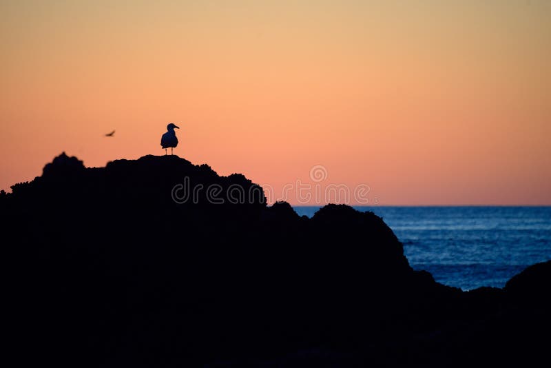Seagull rocks stock image. Image of atop, rock, seagull - 96043459