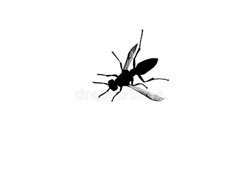 Black Silhouette of Wasp on White Background Stock Photo - Image of ...