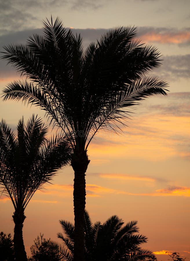 Black Silhouettes of Palm Trees on the Background of the Sunset. Stock ...