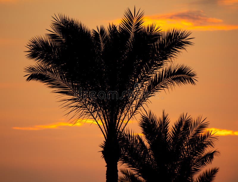Black Silhouettes of Palm Trees on the Background of the Sunset. Stock ...