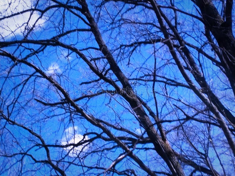 Black Silhouettes of Tree Branches Against a Bright Blue Sky with Small ...