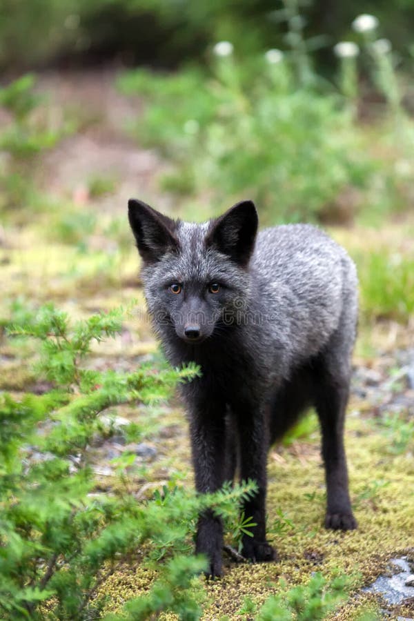 Black and Silver Fox Standing in Forest Stock Image - Image of america ...