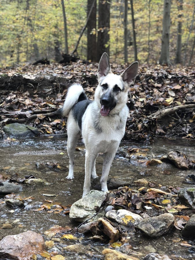 Black and Silver German Shepherd in Creek Stock Photo - Image of animal ...