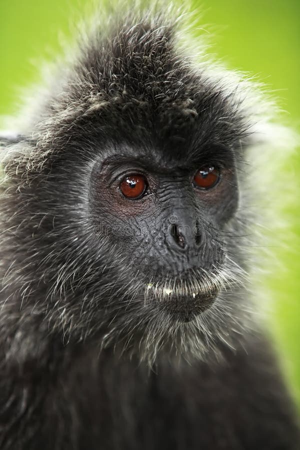 Black silver leaf monkey stock image. Image of silery - 21302703