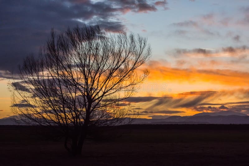 Black Single Tree and a Flat Landscape with a Amazing Colorful Sunset ...
