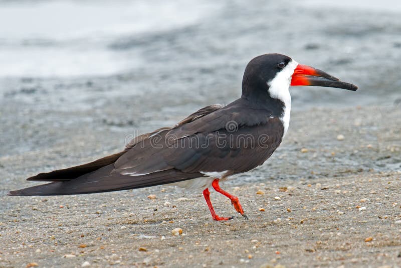 Black Skimmer on Beach stock image. Image of shorebird - 25600991