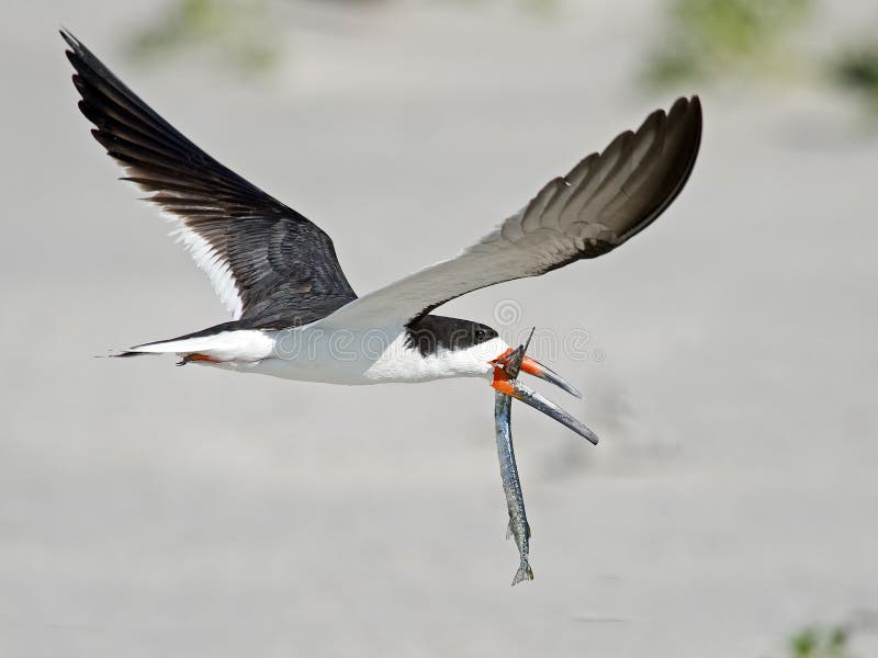 Black Skimmer in Flight with Fish Stock Image - Image of skimmer ...