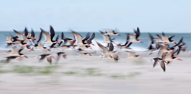 Black Skimmer Flock Flying Over Sandy Beach. Stock Image - Image of ...