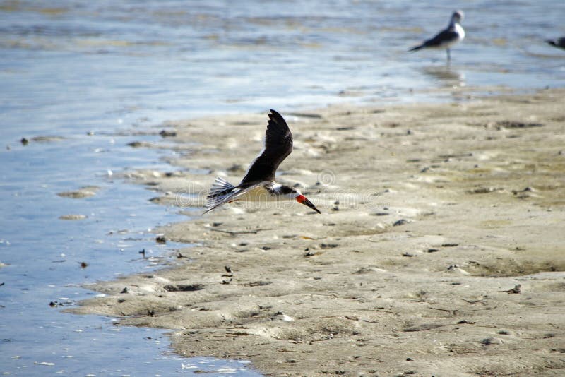 Black Skimmer Flying Above the Sand Stock Image - Image of beach ...
