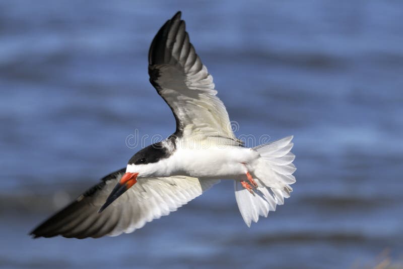 Black Skimmer, Rynchops Niger Stock Image - Image of niger, gill: 13514539