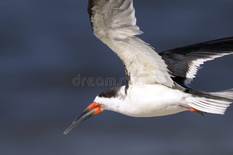 Black Skimmer, Rynchops Niger Stock Photo - Image of feather, eyes ...