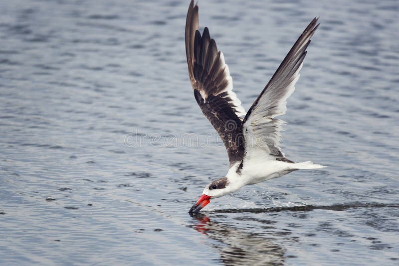 Black Skimmer Rynchops Niger Stock Image - Image of outdoors, fauna ...