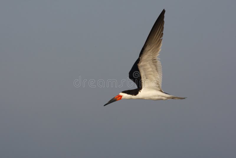 Black Skimmer, Rynchops Niger Stock Image - Image of bird, shorebird ...