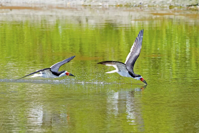 Black Skimmer s Skimming stock photo. Image of nature - 58339406