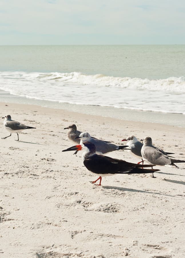 Black Skimmers with Seagulls at a Beach Stock Image - Image of shore ...