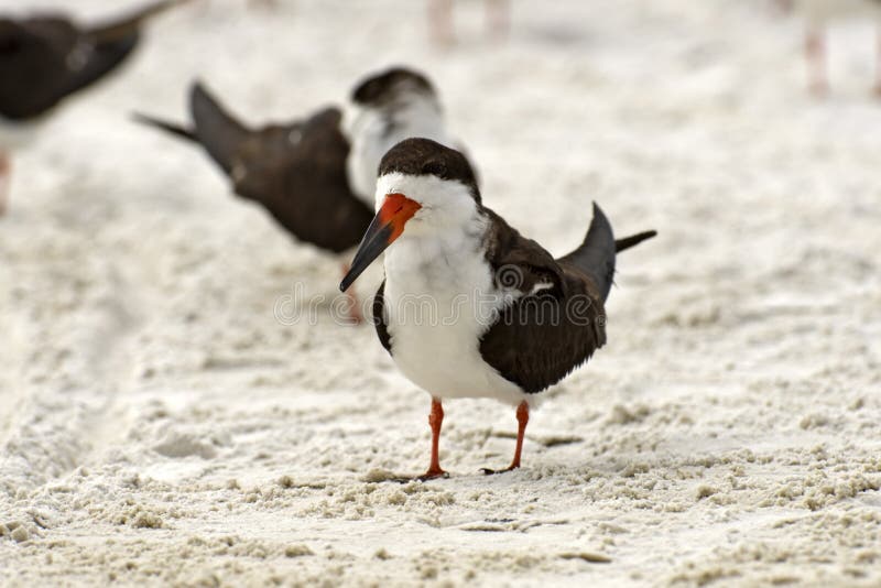Black Skimmers stock photo. Image of coast, bird, sand - 110798208