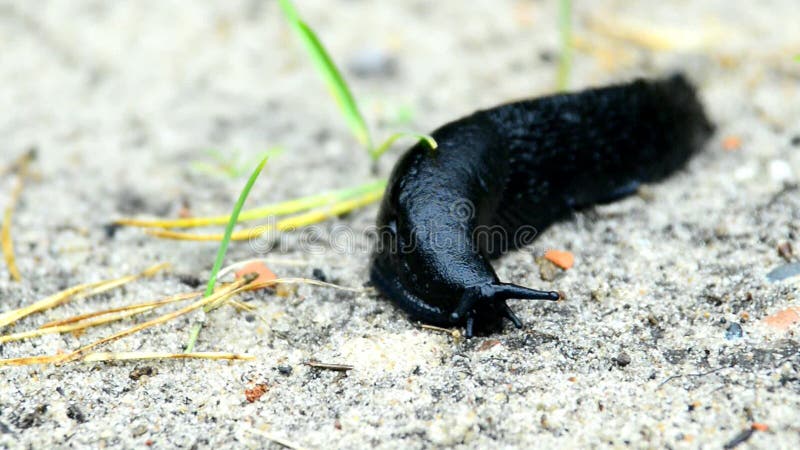 Big Black Ant Crawling on a Tree, Macroshoot Insects Stock Footage ...